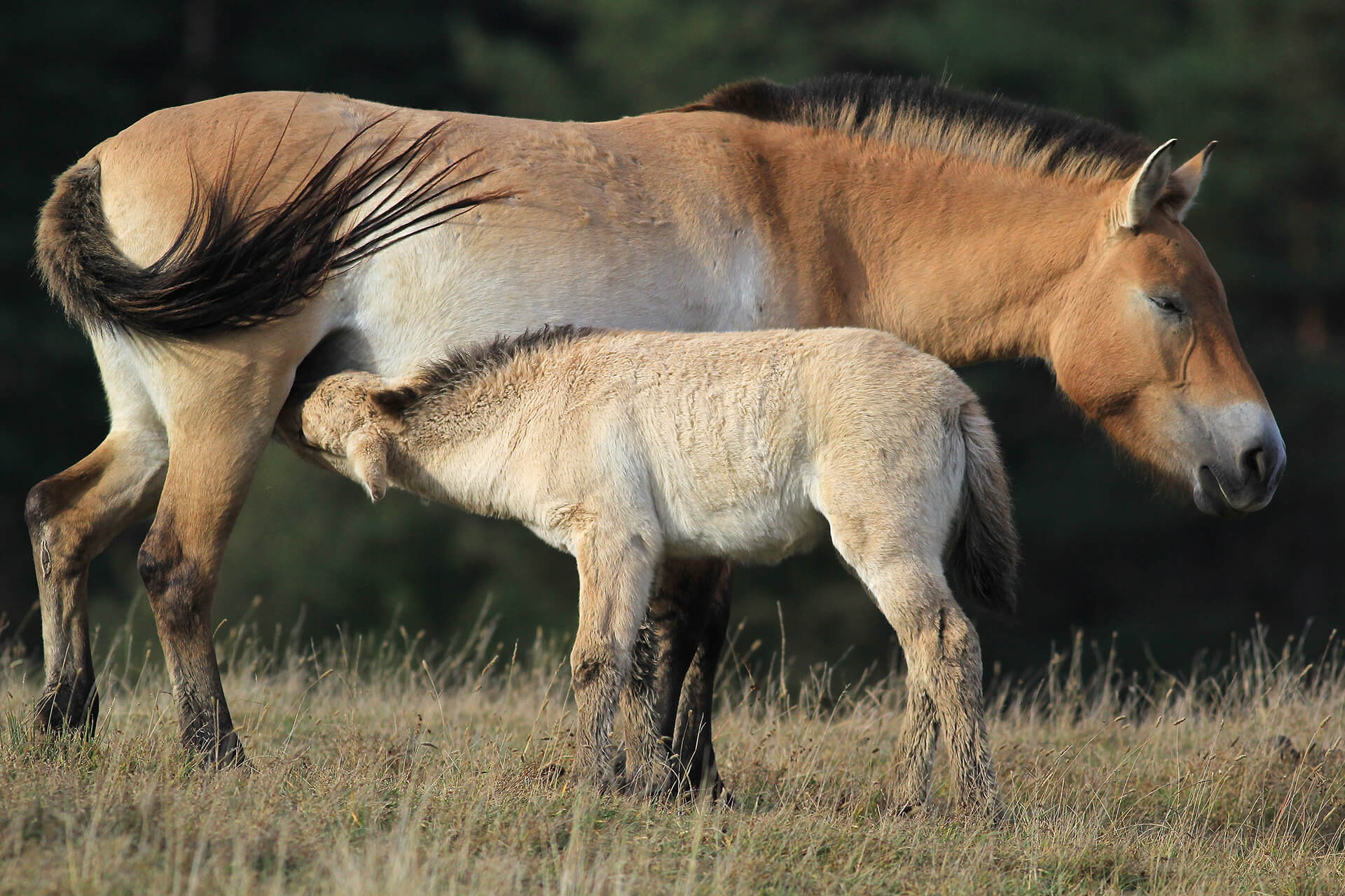 Progetto della Riserva di Animali Biologica dei Monts d'Azur a Thorenc
