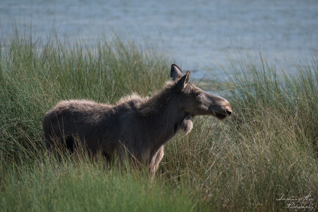Alce, il più grande dei cervi, visibile nella Riserva dei Monts d'Azur