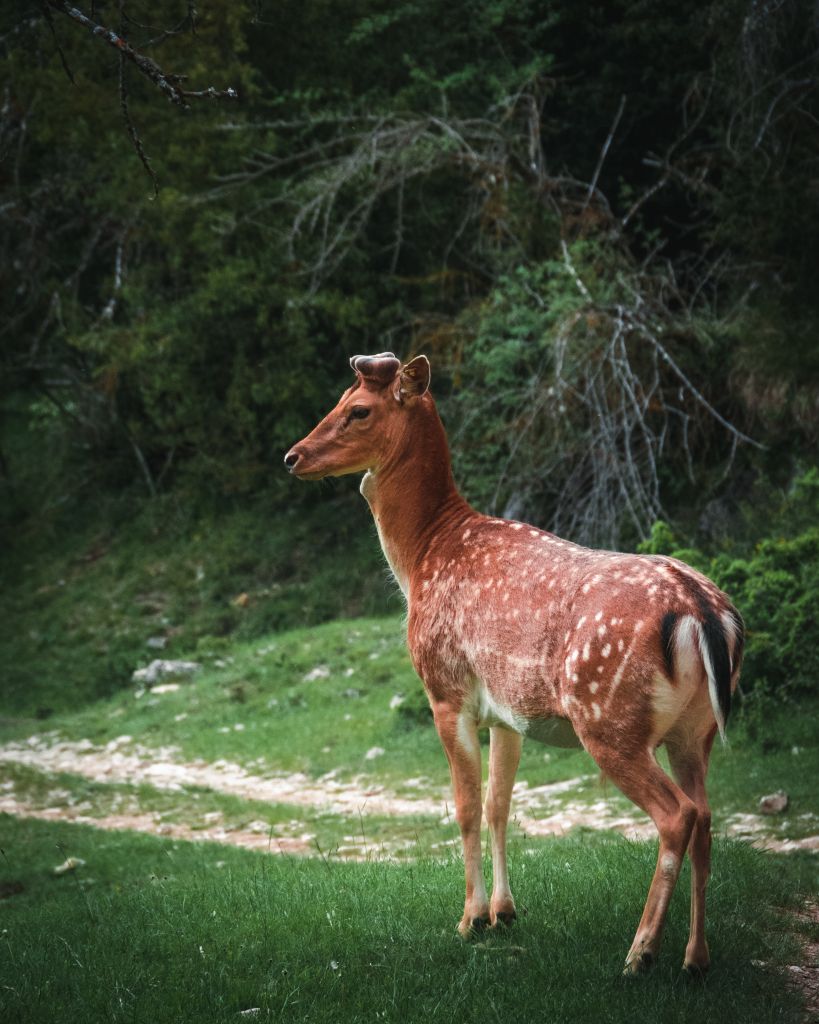 Il daino, un sorprendente cervide dal mantello screziato, è un cervo ...