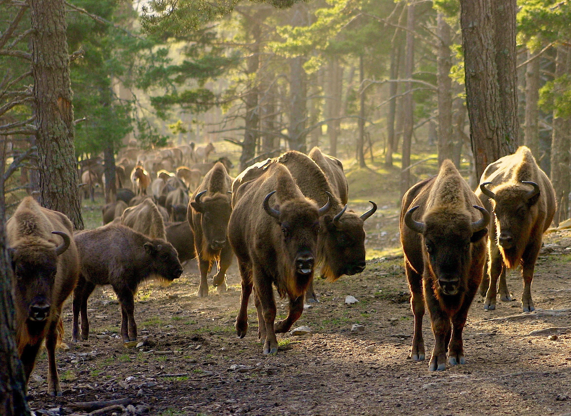 Bisonte europeo - Bisons bonasus - Parco faunistico con bisonti europei
