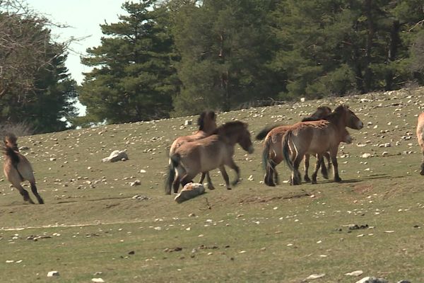 Cavalli Monts d'Azur trasferiti in Spagna