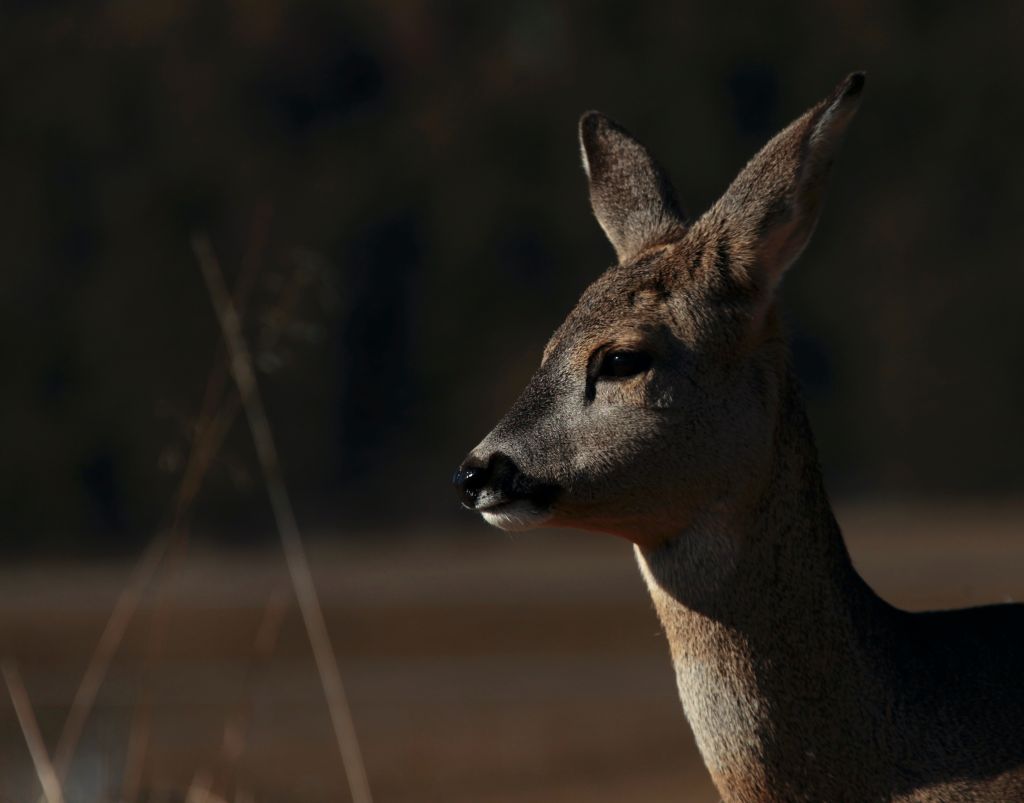Il capriolo - Riserva Biologica Monts d'Azur