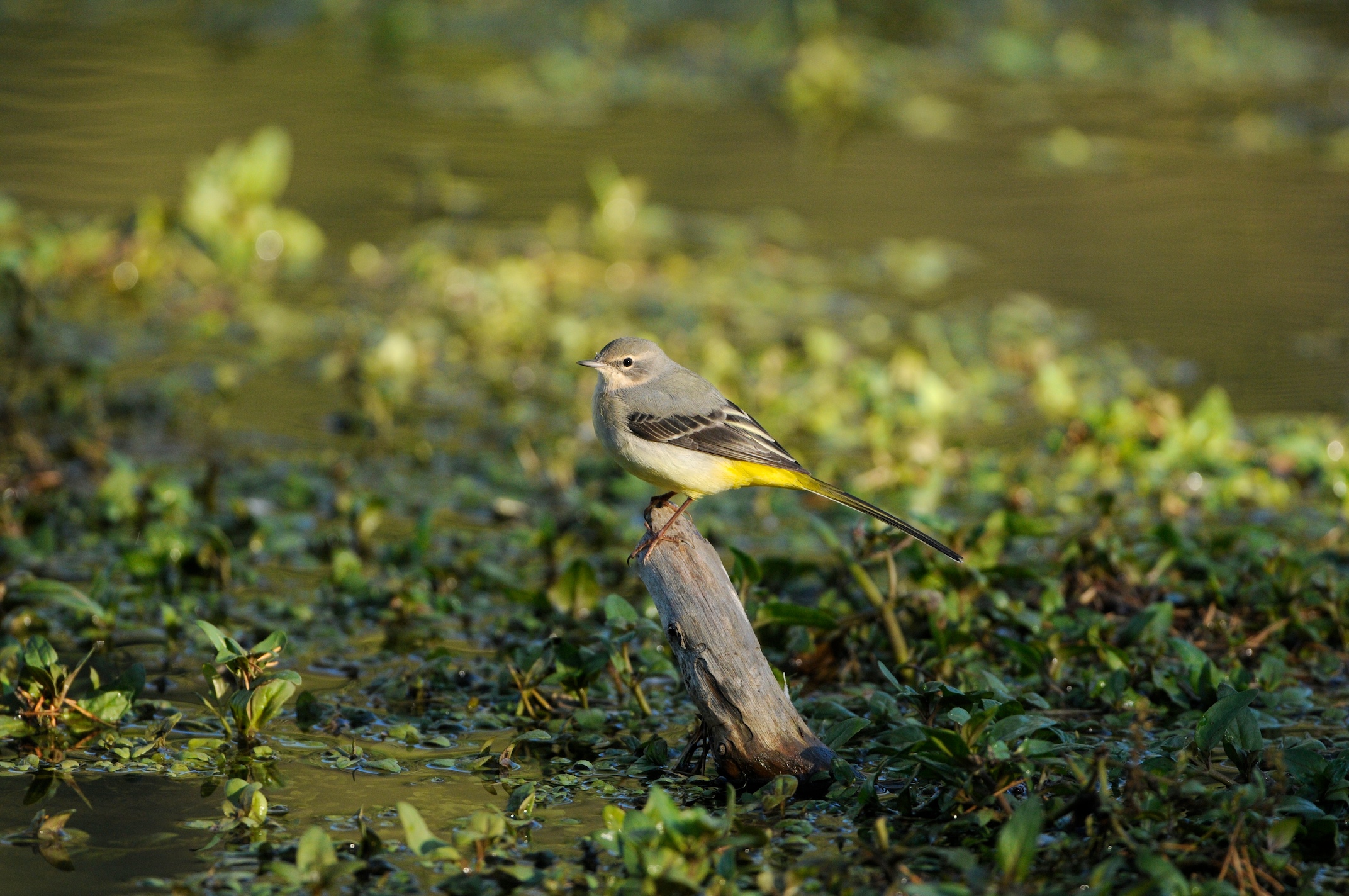 I passeriformi - Riserva biologica del Monts d'Azur